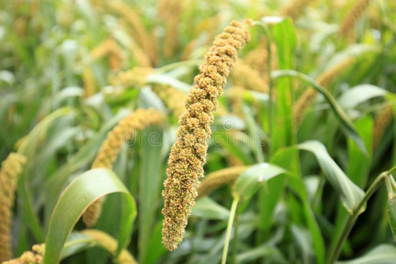 Foxtail millet stock image. Image of millet, spike, idyllic - 174934657
