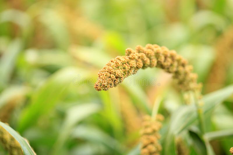 Foxtail millet stock image. Image of freshness, crop - 174935181
