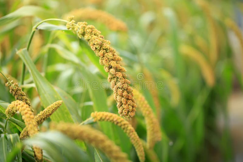Foxtail millet stock photo. Image of field, green, grain - 174935388