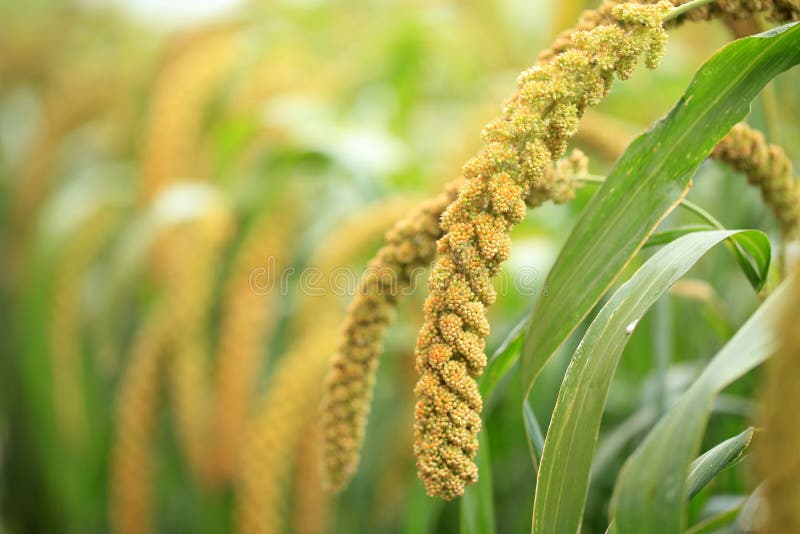 Foxtail millet stock photo. Image of grow, green, healthy - 174935616