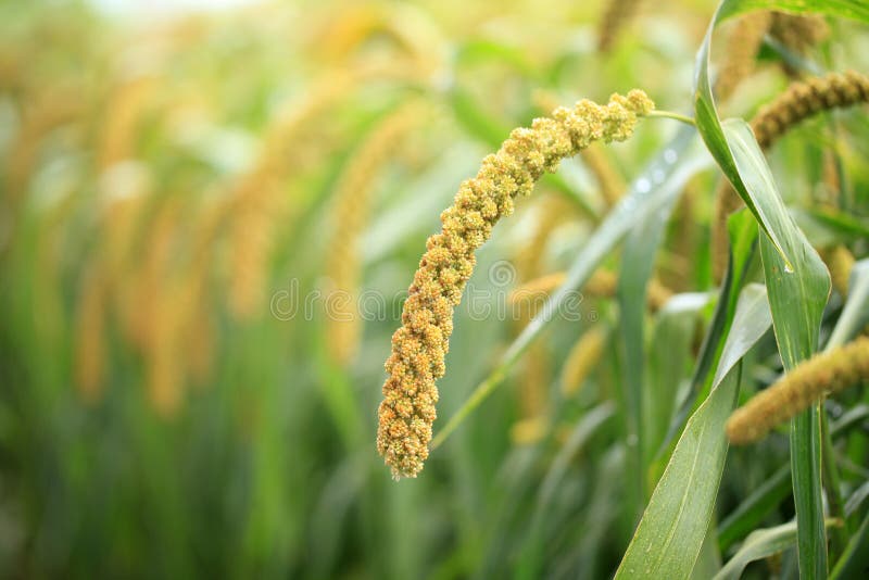 Foxtail millet stock photo. Image of field, plant, crop - 174935632
