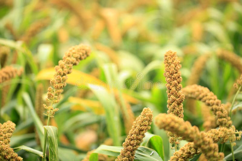 Foxtail millet stock photo. Image of cereal, field, seed - 174935756