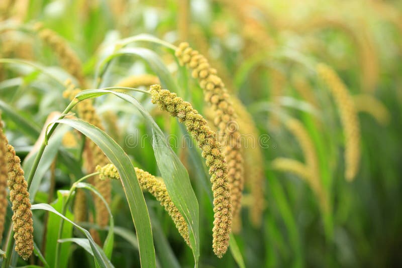 Foxtail millet stock image. Image of healthy, spike - 174935921