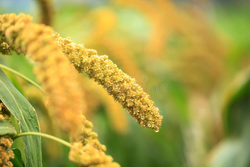Foxtail millet stock photo. Image of nature, fodder - 174936296