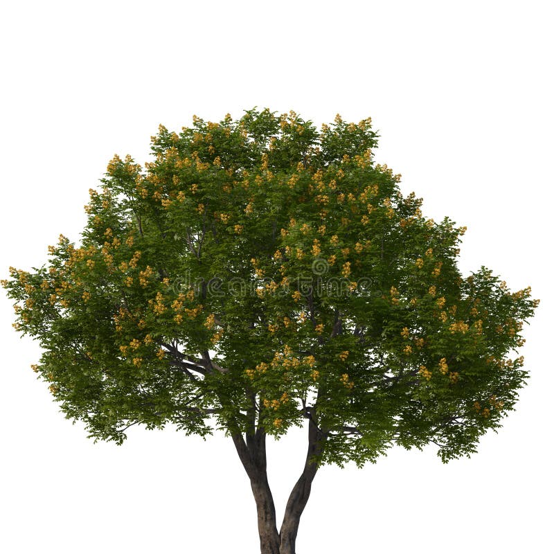 3D Render the Tree with Yellow Flowers Stock Illustration ...