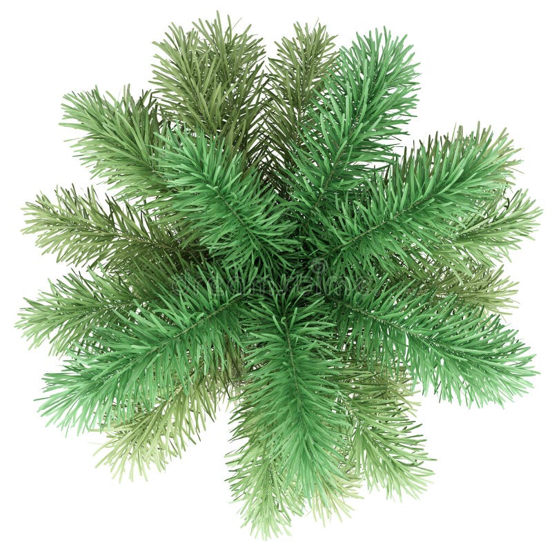 Foxtail Palm Tree Isolated on White. Top View Stock Illustration ... Foxtail Palm Tree Isolated on White. Top View Stock Illustration ...