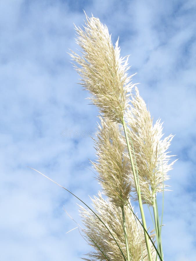 Giant Foxtail Weeds Against a Blue Sky Stock Photo - Image of grass ...