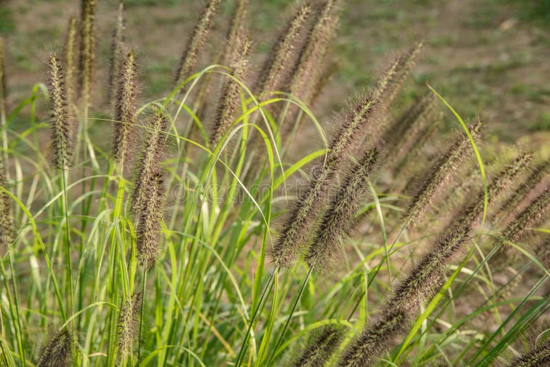 Beautiful Foxtails Grass Field at the Sunset Stock Photo - Image of ...