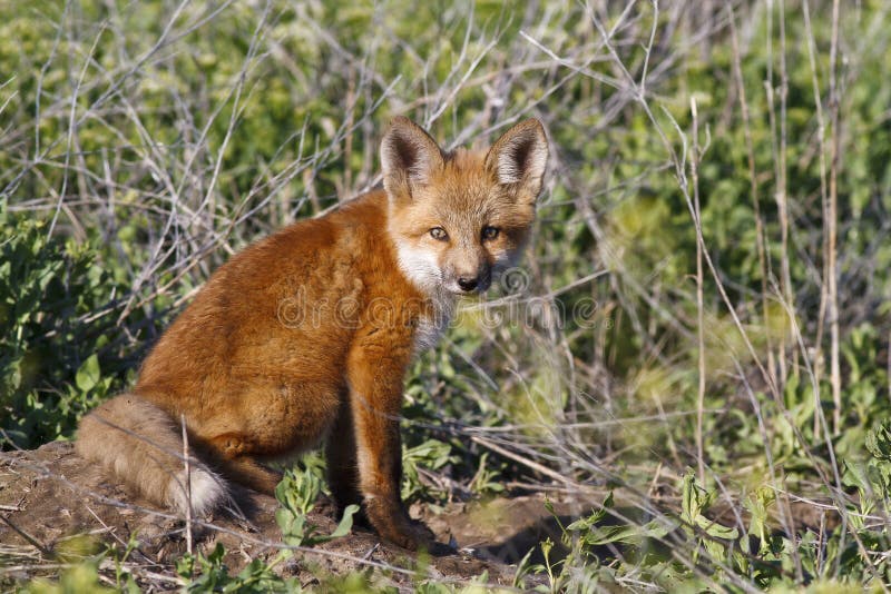 Foxy Baby stock image. Image of wildlife, spring, foxy - 55416347
