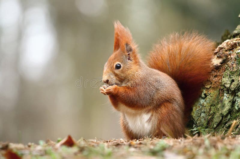 Foxy beauty stock photo. Image of nice, animal, sweet - 51497706