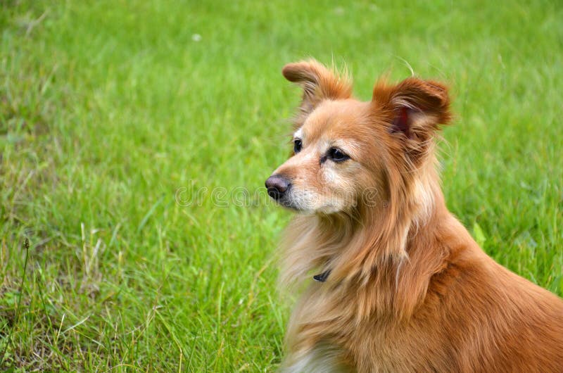 Foxy dog in garden stock photo. Image of loving, walk - 20270728