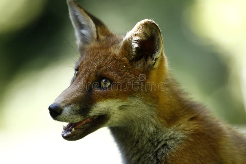 Foxy Friend stock photo. Image of open, eyes, mammal - 26973344