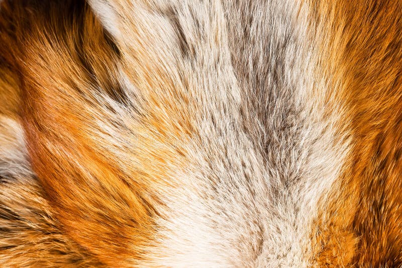 Foxy fur. Background stock photo. Image of hairs, material - 62497594