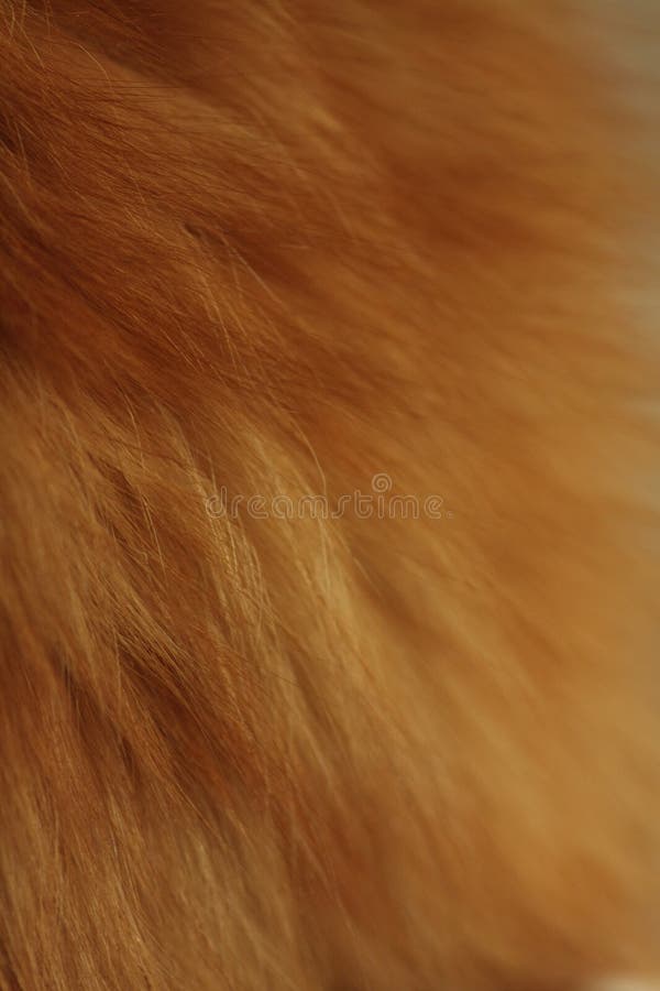 Foxy fur stock image. Image of natural, wood, texture - 47747209