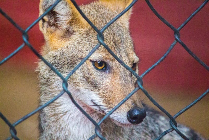 Foxy stock image. Image of zooanimal, foxy, jackel - 140268599