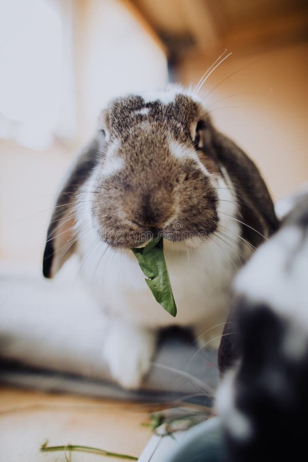 Fozzy the Lop Eared Rabbit stock image. Image of dandelions - 93793961