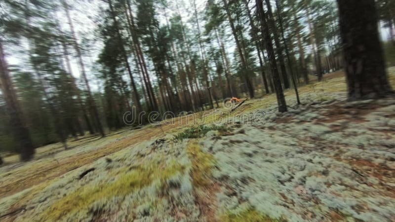 FPV Drone Racing through Forest Track Following Another Drone Stock ...