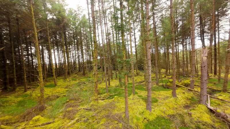 FPV Flight through a Forest - a Mesmerizing and Mysterious Forest ...