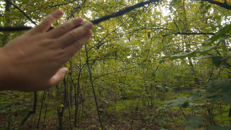 Exploring Nature with a Hand Reaching into the Dense Greenery of the ...