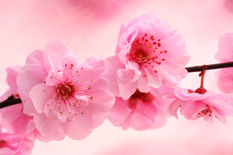 Frühling im Rosa stockbild. Bild von rosa, frühling, weich - 4387763