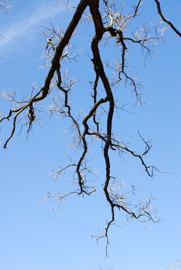Fractal branches on sky stock photo. Image of shadow - 34200100
