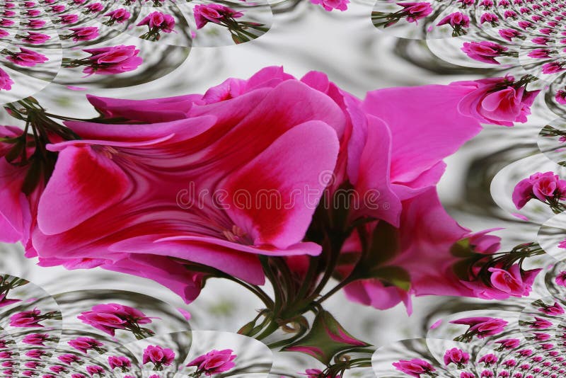 Fractalization of a Pink Flower Stock Photo - Image of nature, petal ...