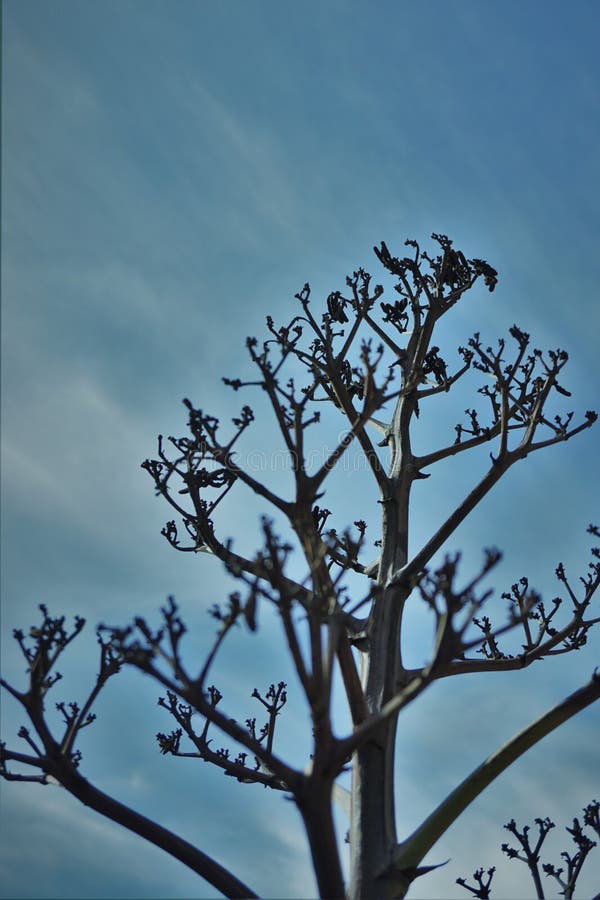 Fractals Branch Stock Photos - Free & Royalty-Free Stock Photos from ...