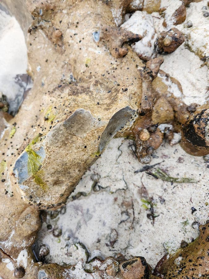 Fractured Flint Rock on a Limestone Reef & X28;South Australia& X29 ...