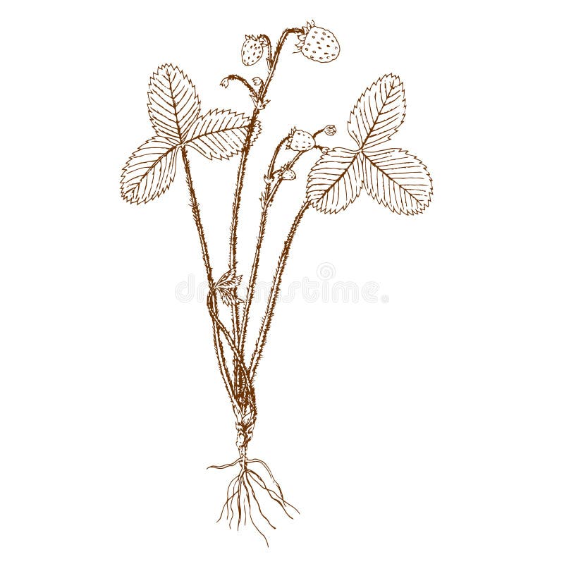 Fragaria Campestris Stock Illustrations – 1 Fragaria Campestris Stock ...