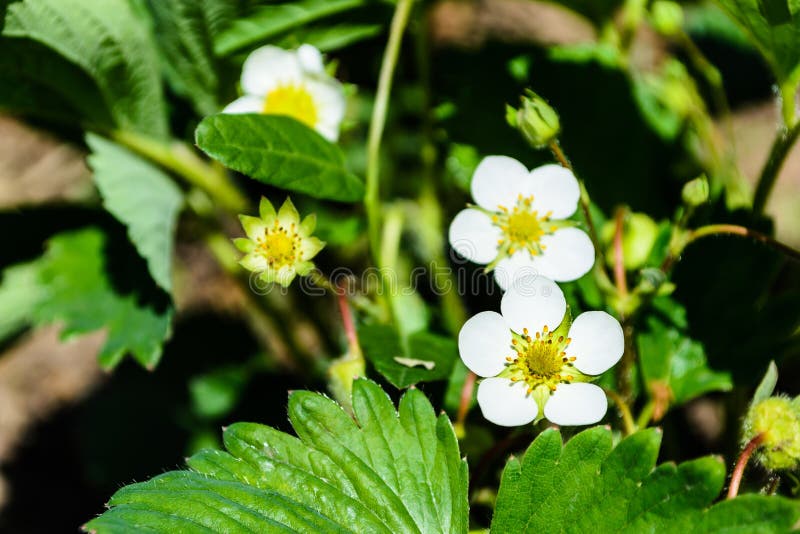 Fragaria or strawberries stock image. Image of inflorescence - 220951215