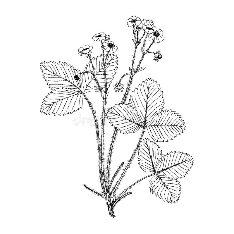 Fragaria moschata stock vector. Illustration of isolated - 90243311