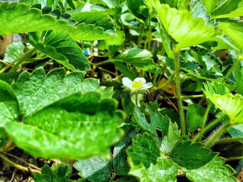 Fragaria Vesca Flower, Commonly Called Wild Strawberry Flower, Forest ...