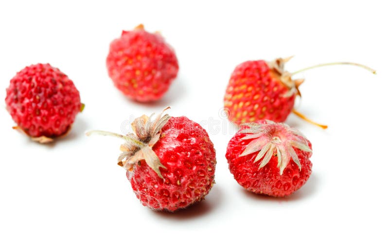 Fragaria Viridis - Wild Flower Stock Image - Image of macro, species ...