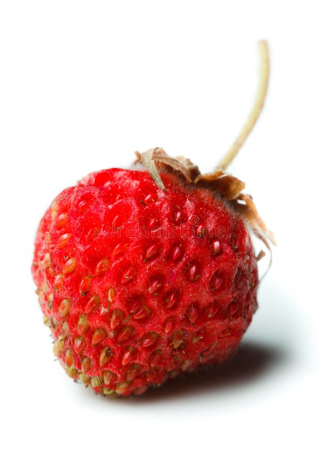 Fragaria Viridis - Wild Flower Stock Image - Image of macro, species ...