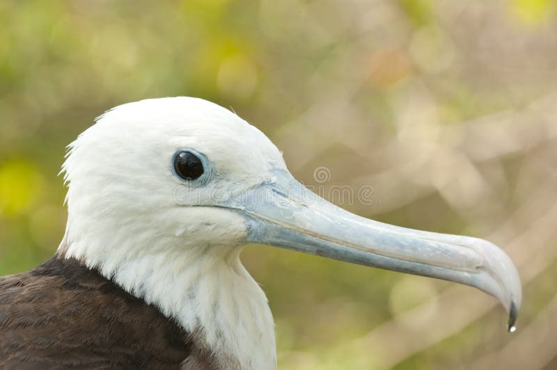 Fragata foto de stock. Imagem de animal, exterior, povos - 26160546