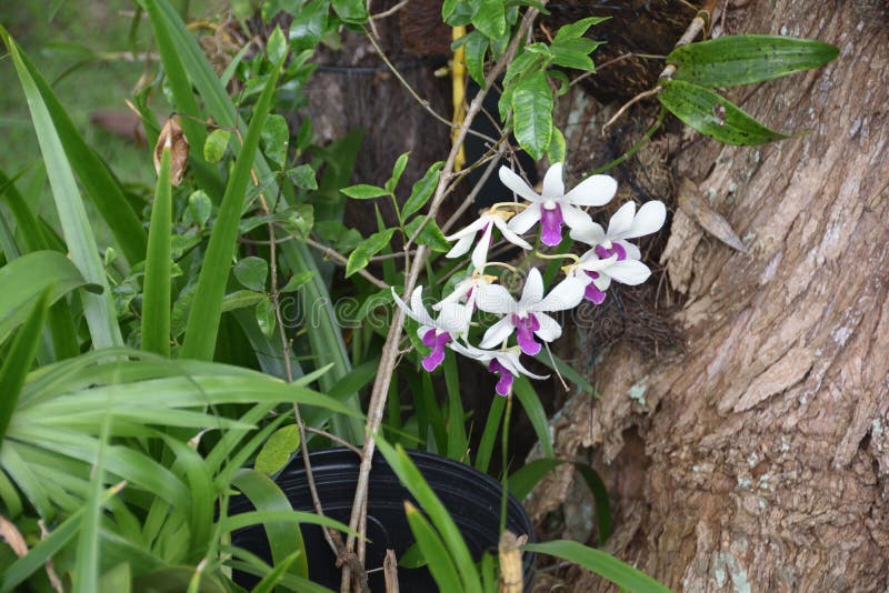 Fragile Blossom Flower on a Tree Stock Photo - Image of beauty, spring ...