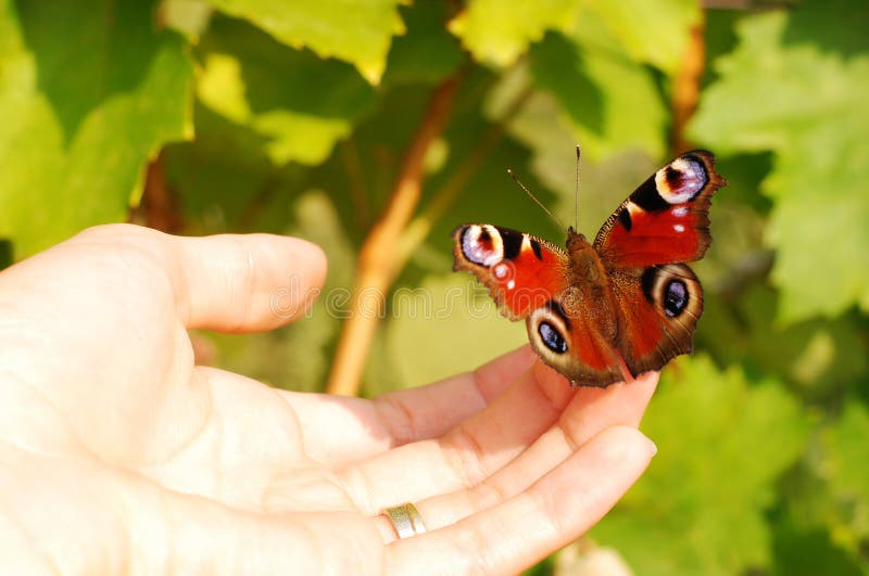 Fragile butterfly resting stock photo. Image of admire - 10911750