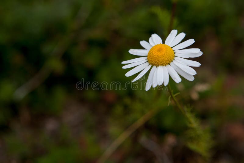 Fragile daisy stock image. Image of delicate, clear, protected - 52235867