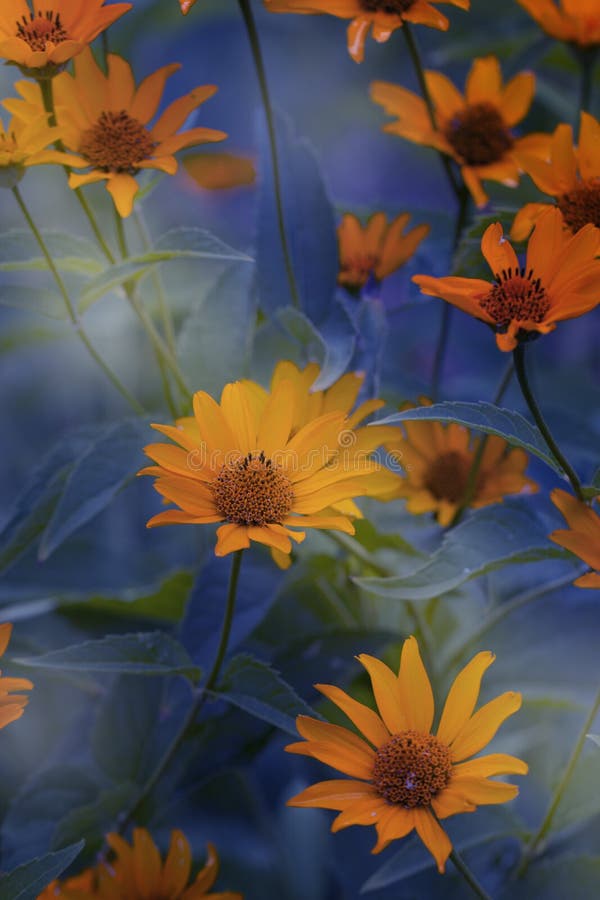 Fragile Delicate Yellow Flowers Stock Photo - Image of season, park ...