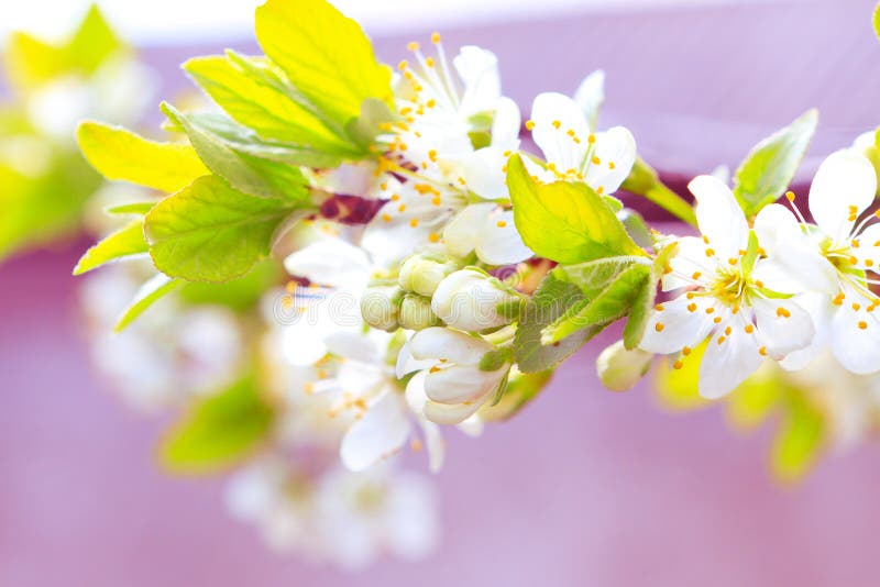 Fragile Flowers of Apple Trees in the Spring Stock Photo - Image of ...