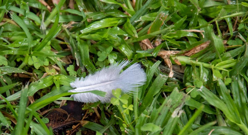 A Tiny White Feather Isolated Stock Photo - Image of isolated, scene ...