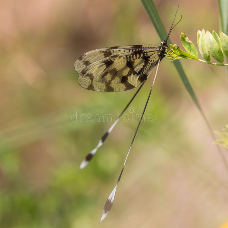 Fragile Neuroptera Winged Insect on Aromatic Flower Stock Photo - Image ...
