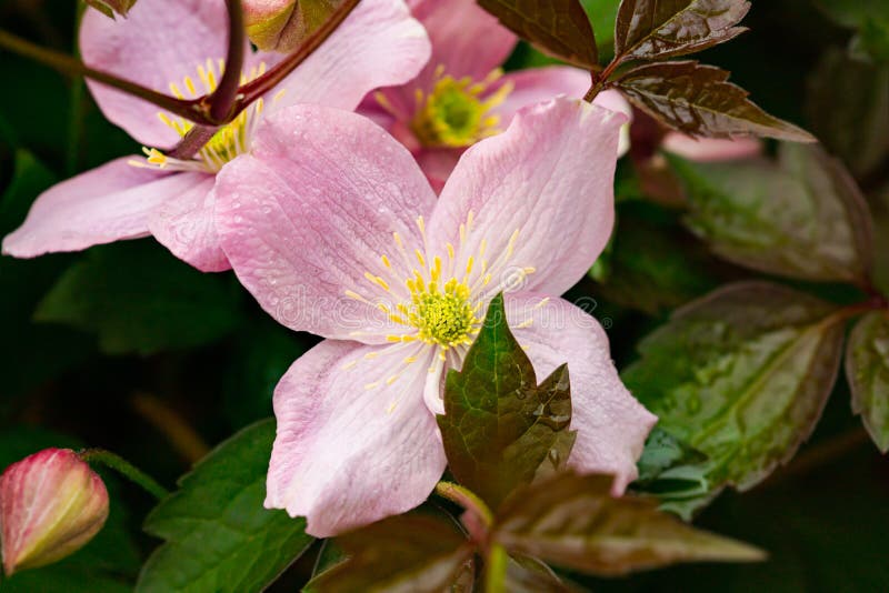 Fragile Pink Flower in the Garden Stock Image - Image of beauty ...