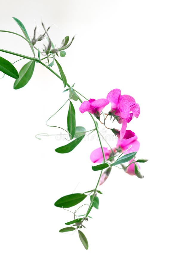 Fragile Pink Flower Isolated Stock Photo - Image of green, pink: 94961588