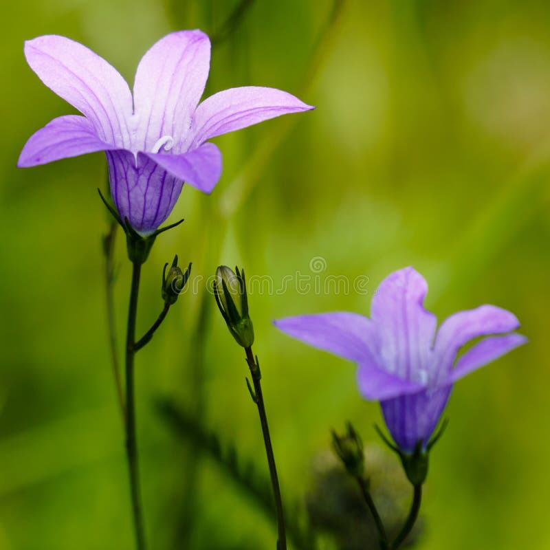 Fragile pink flowers stock image. Image of fragile, flower - 29474645