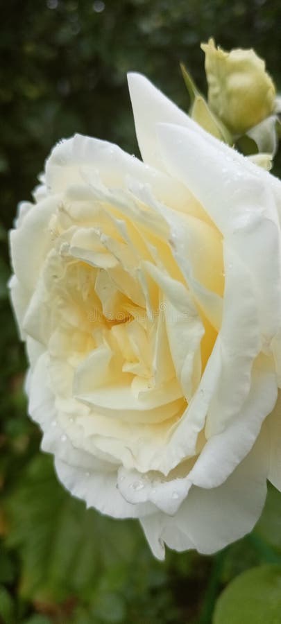Delicate White-cream Rosebud Stock Image - Image of petal, flower ...
