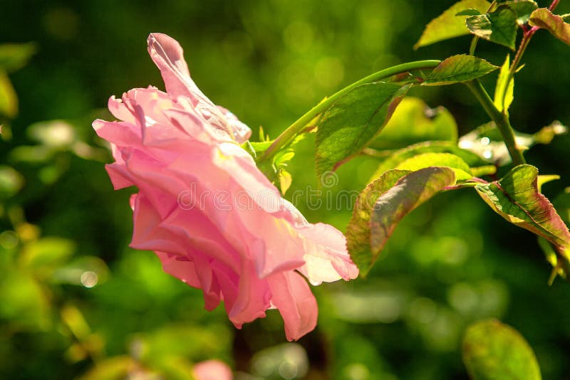 Fragile rose stock photo. Image of petals, bloom, pink - 130599042
