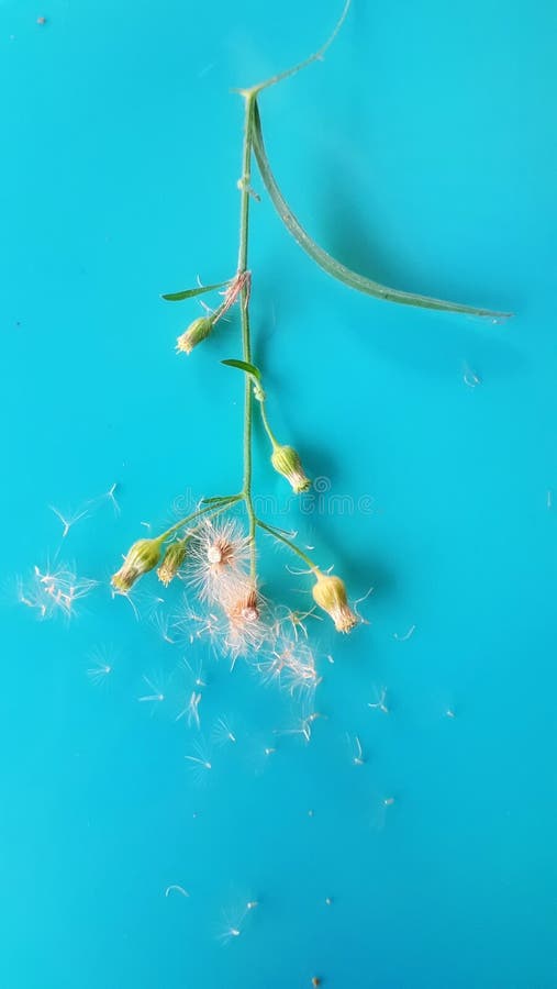 Fragile stalk so blue stock photo. Image of green, leave - 221395682