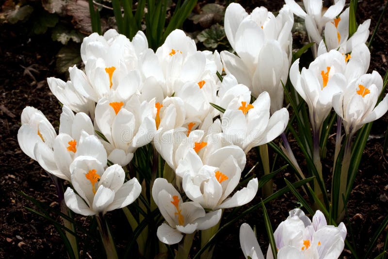 White Crocus Flower with Blue Stripes, Isolated on Black Background ...