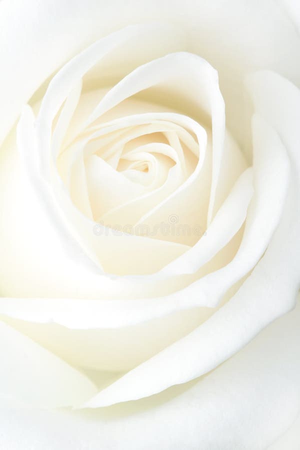 Beautiful White Roses Cover Photos
